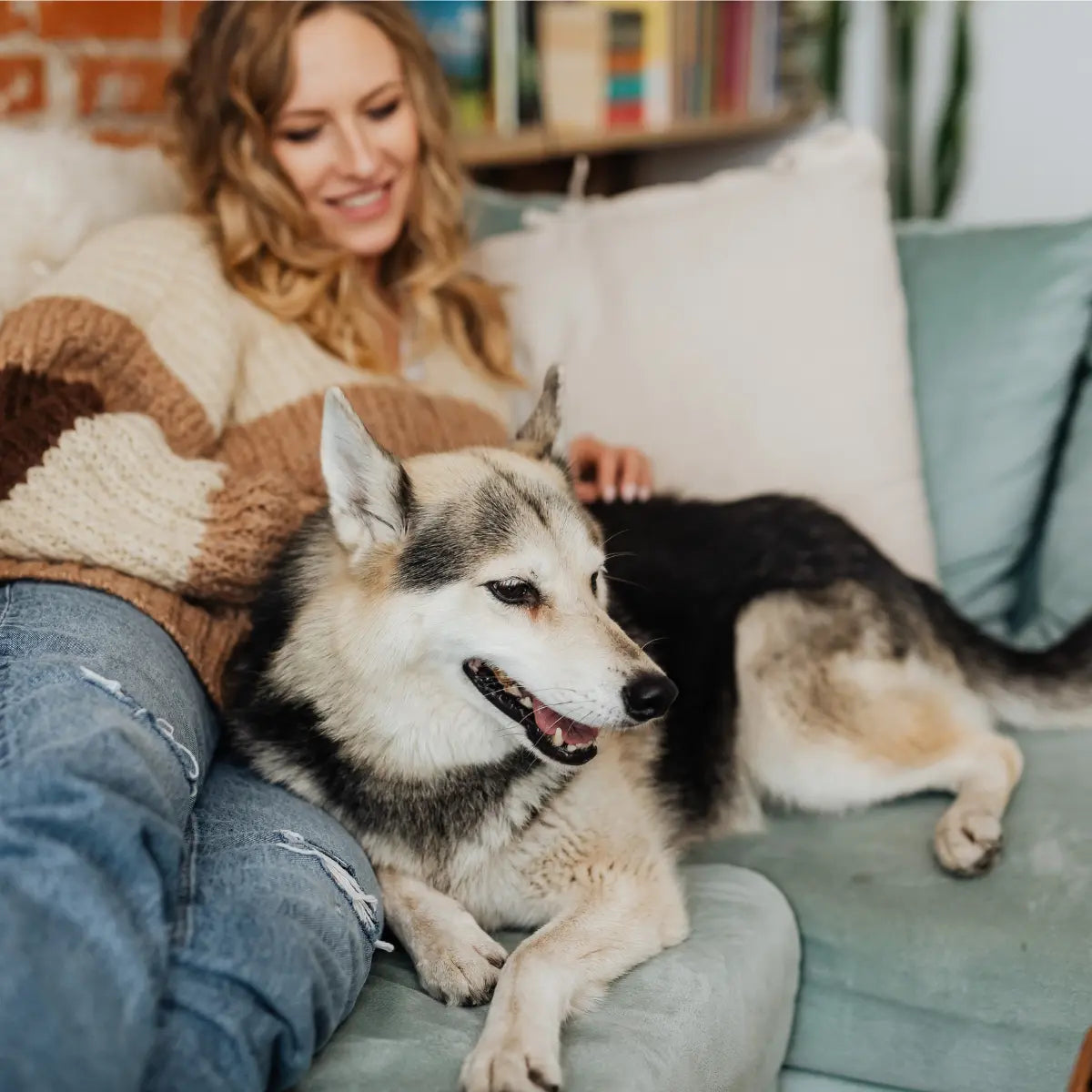 10 REASONS VEGAN DOG FOOD IS GOOD | HOWND