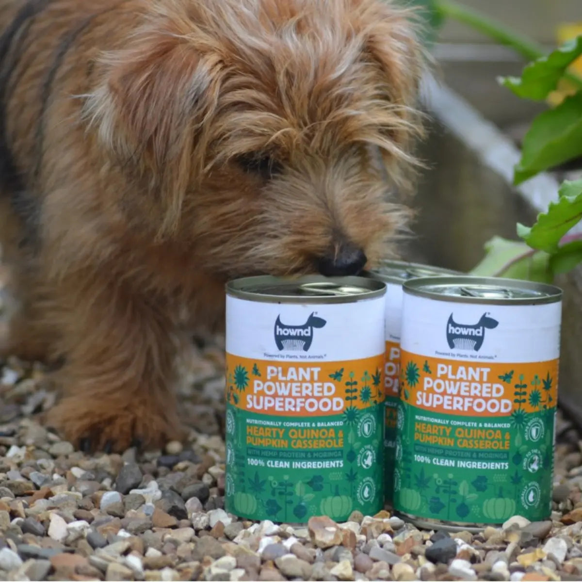 6 Tips for introducing your dog to plant-based foods | HOWND