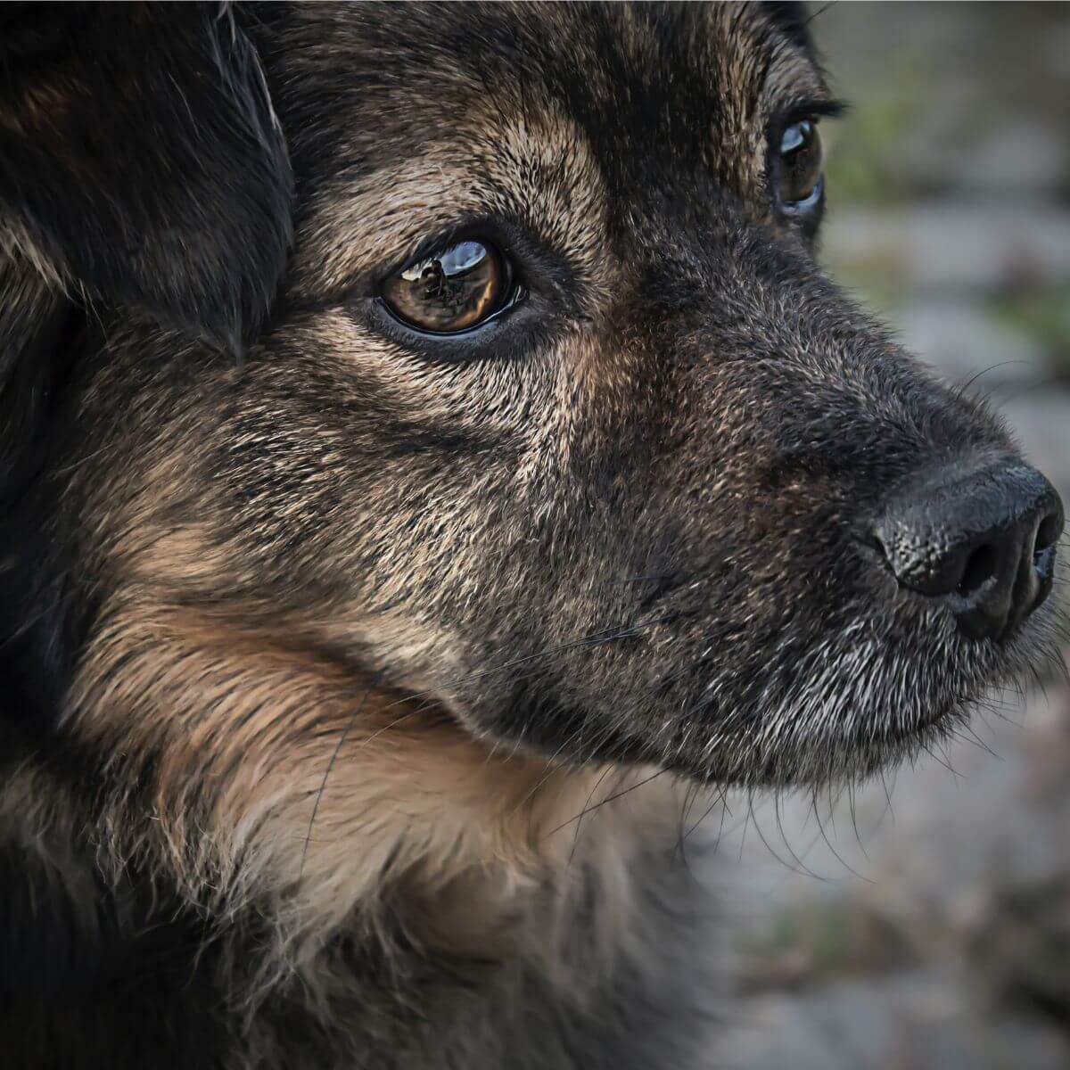 8 Animal Welfare Charities Making A Difference | HOWND